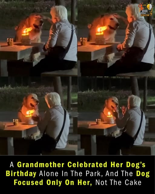 From Ancient Wolves to Family Members: The 30,000-Year Bond Between ...